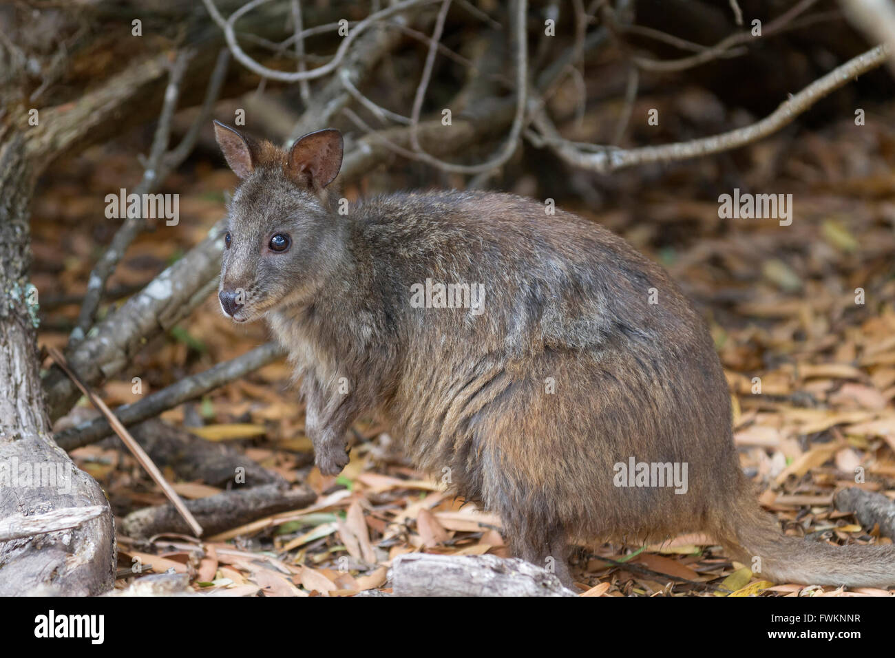 Red-bellied Pademelon (Thylogale billardierii), Narawntapu-Nationalpark ...