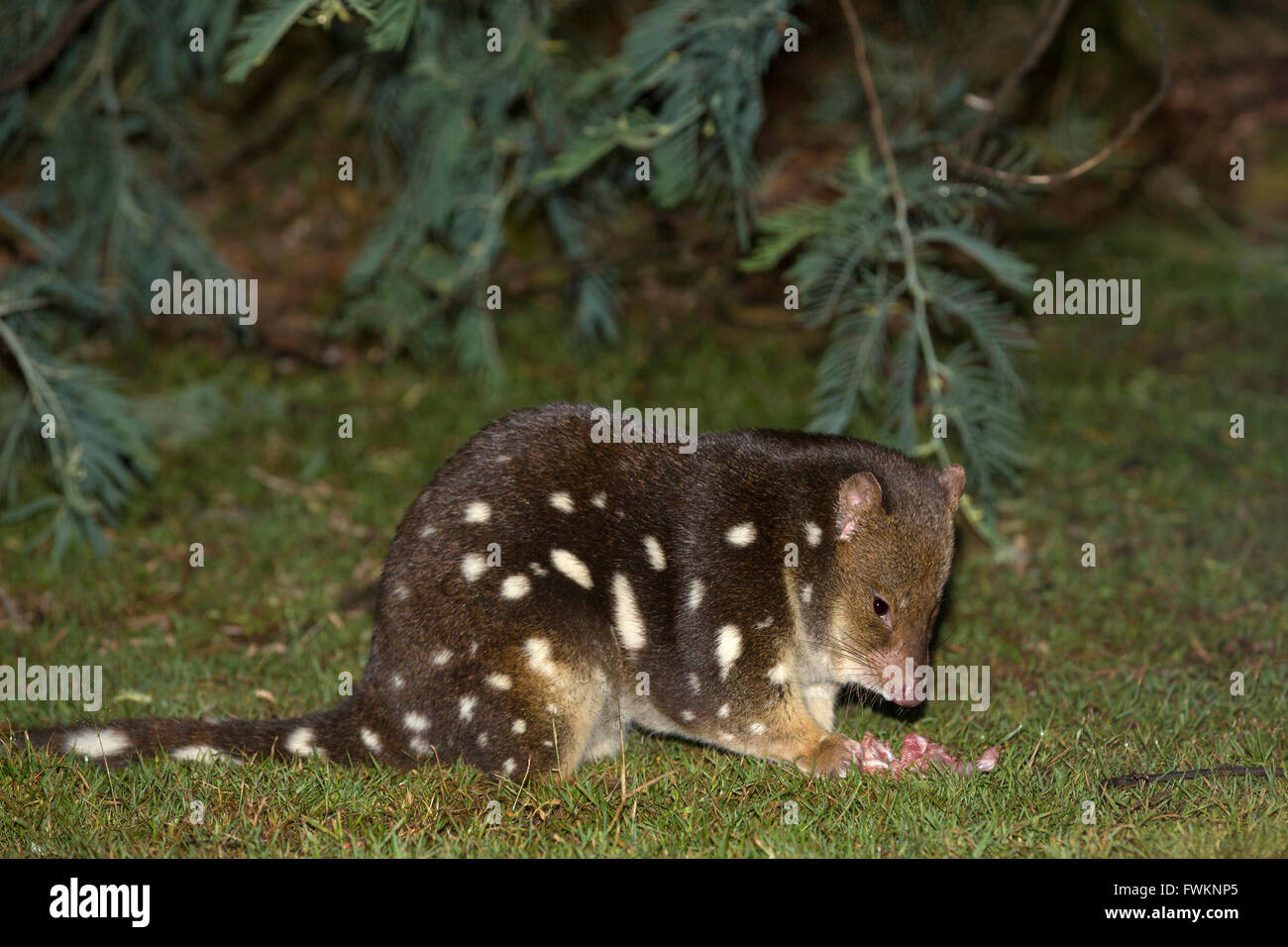 Tiger quoll hi-res stock photography and images - Alamy
