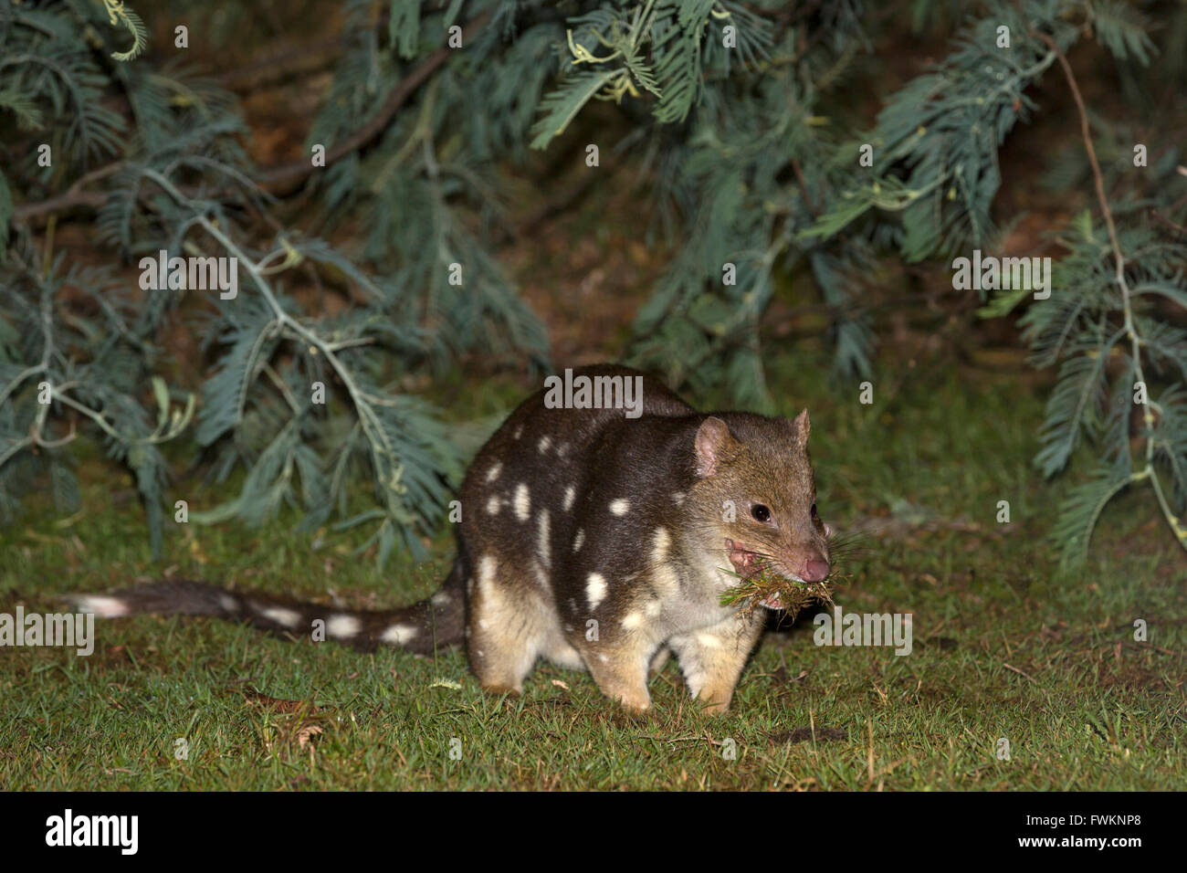 Spotted-tailed Quoll, Tiger Quoll (Dasyurus maculatus), feeding ...