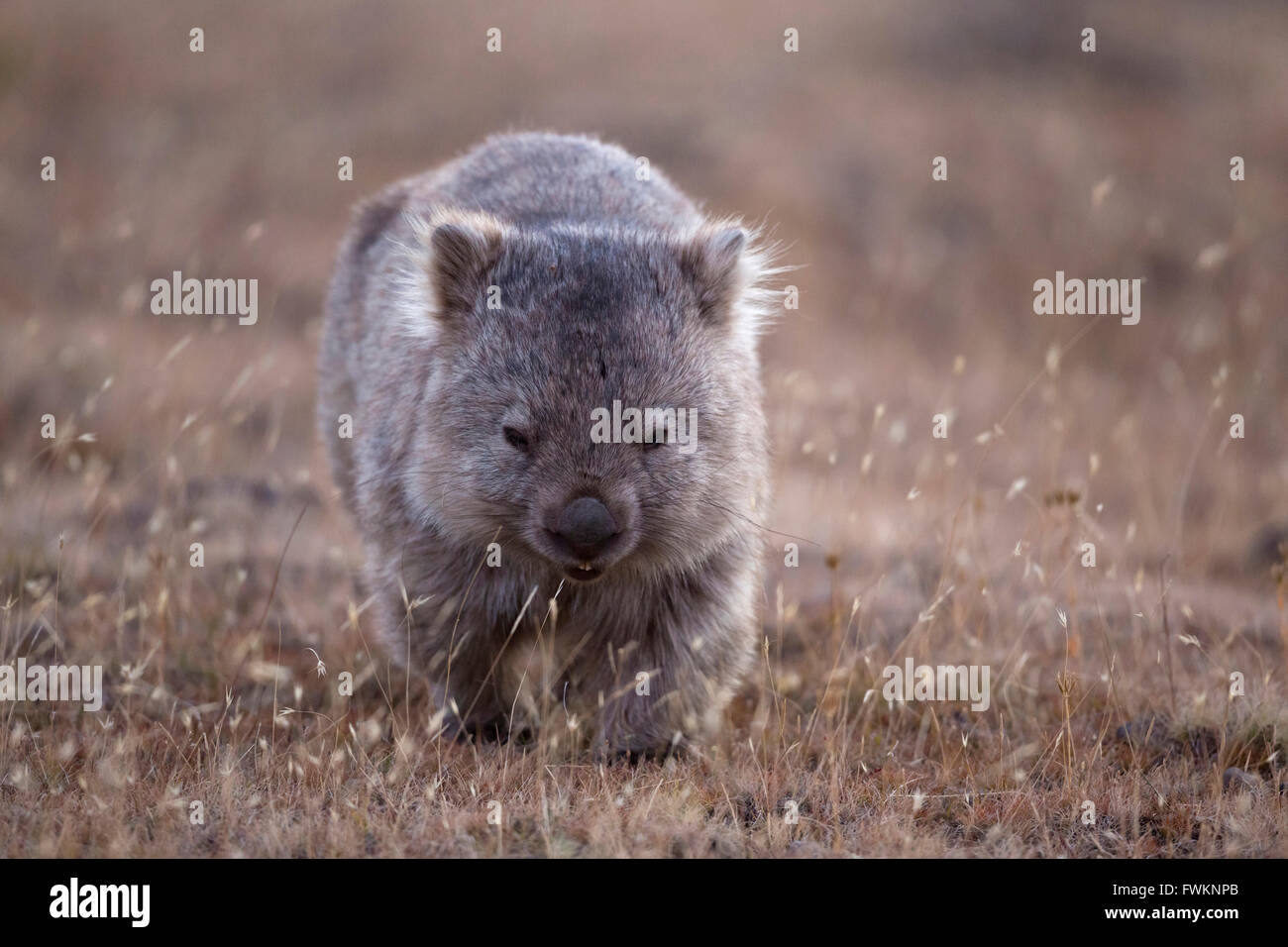 Vombatus hi-res stock photography and images - Alamy