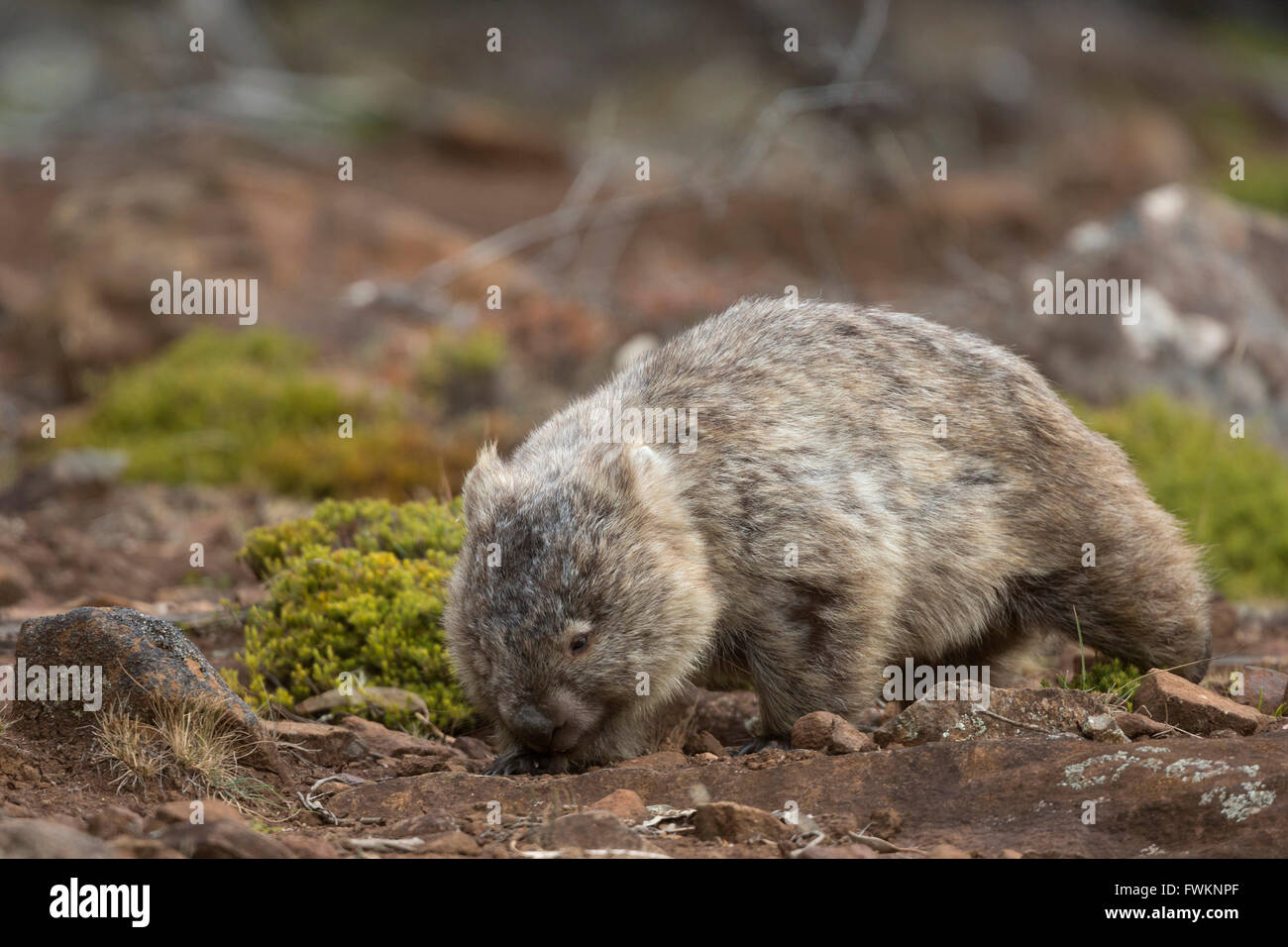 Maria island tasmania wildlife hi-res stock photography and images - Alamy