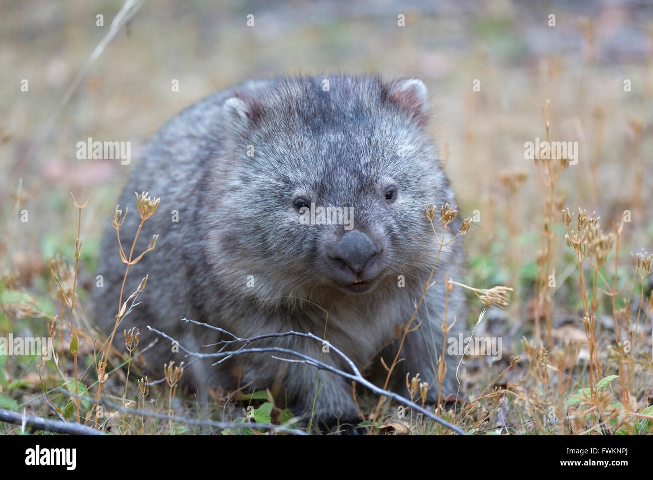 Tasmania Wombats High Resolution Stock Photography and Images - Alamy