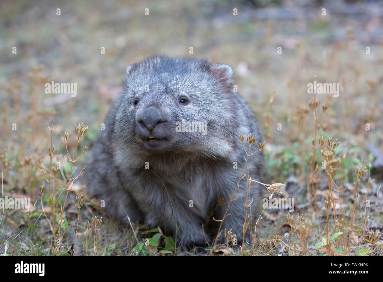 Common wombat ( Vombatus ursinus) on meadow. Maria Island, Tasmania ...
