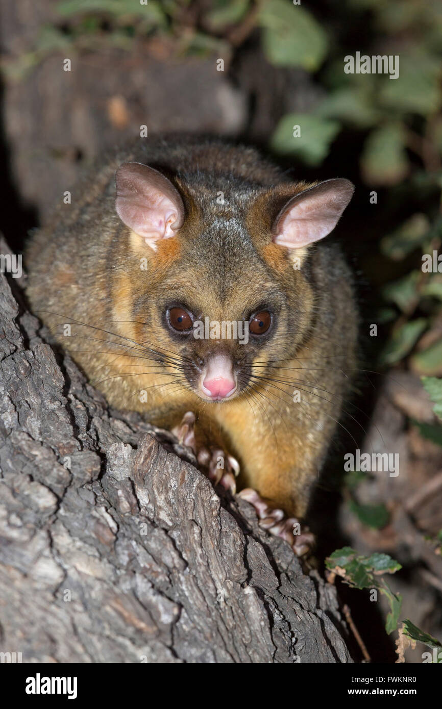 Common brushtail possum (Trichosurus vulpecula) at night, climbing in a ...