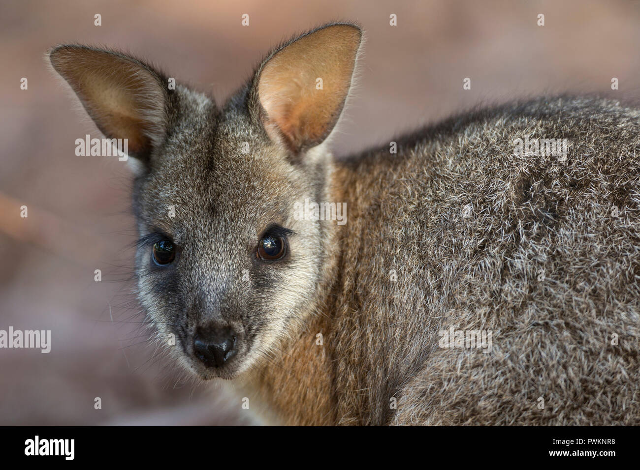 Macopus hi-res stock photography and images - Alamy
