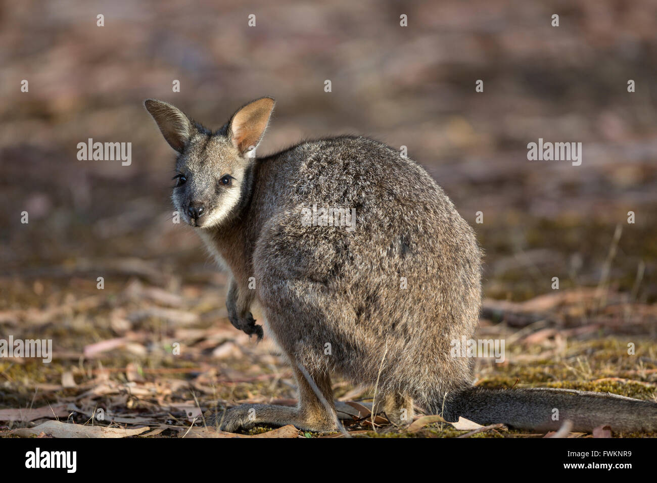Macopus hi-res stock photography and images - Alamy