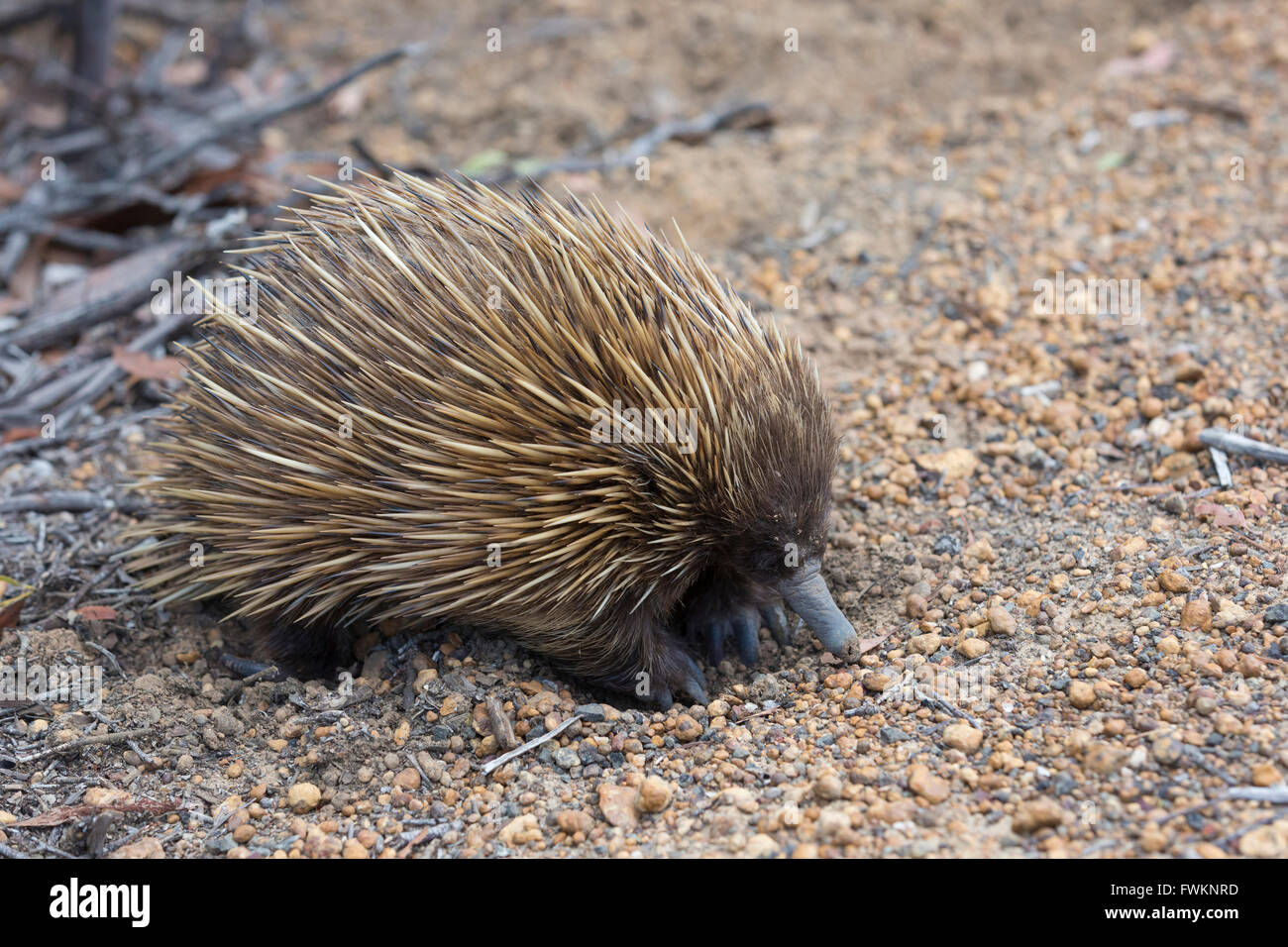 Short-beaked Echidna, Spiny Anteater. Adult. South Australia, Kangaroo ...