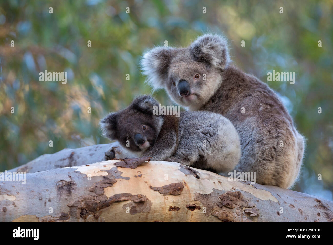 Koala (Phascolarctos cinereus), mother with young in an Eucalyptus tree ...
