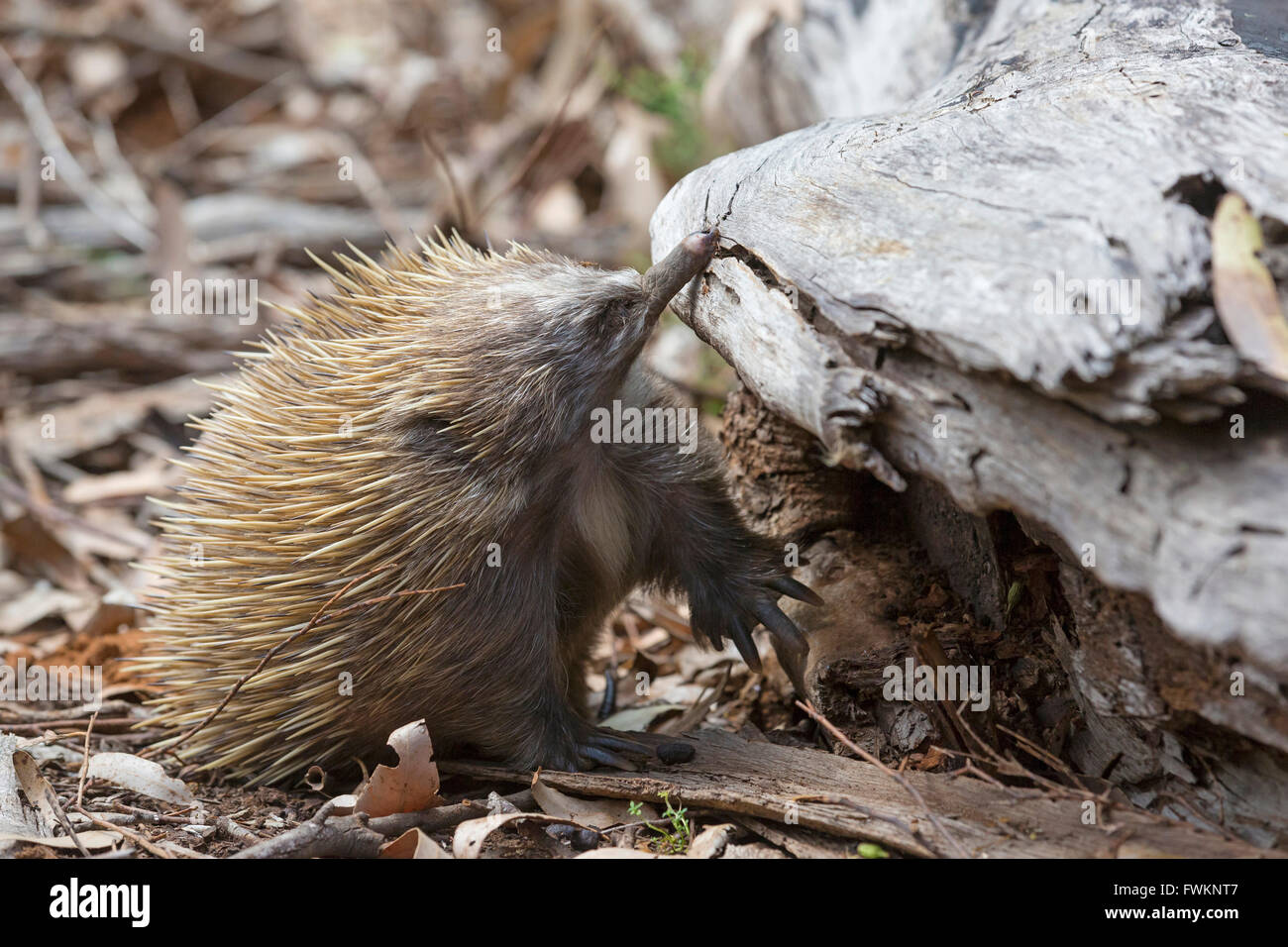 Short-beaked Echidna, Spiny Anteater, foraging. South Australia ...