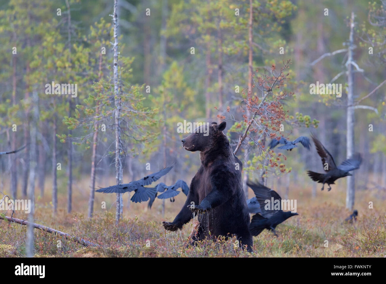 European Brown Bear (Ursus arctos) and flock of Common Ravens (Corvus ...