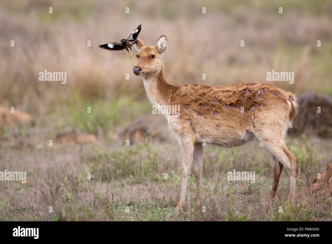 Female barasingha hi-res stock photography and images - Alamy