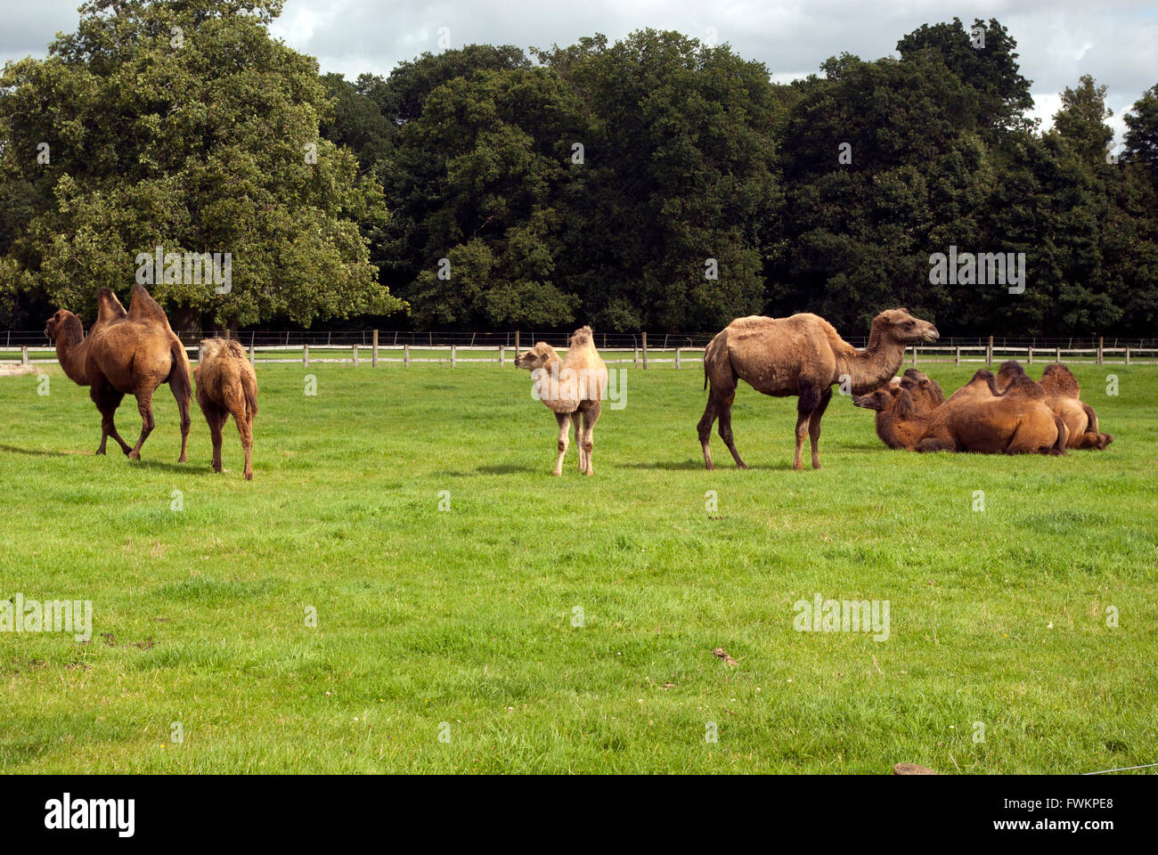 Paridigitate mammals camel cotswold wild life park hi-res stock ...