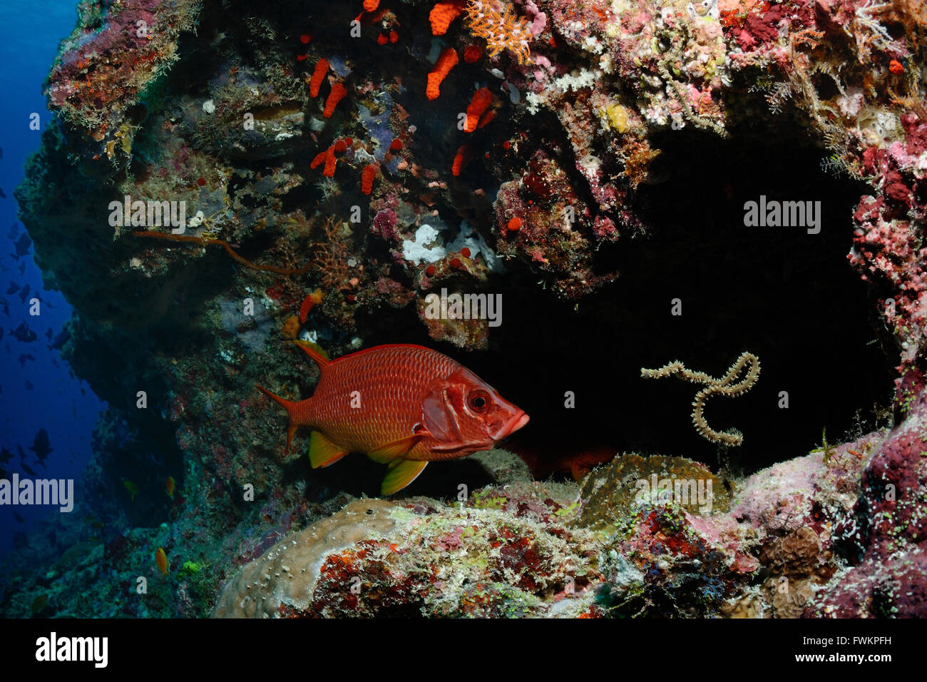 Jawed fish hi-res stock photography and images - Alamy