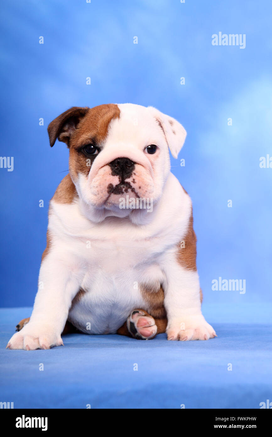English Bulldog. Puppy (7 weeks old) sitting. Studio picture against a ...