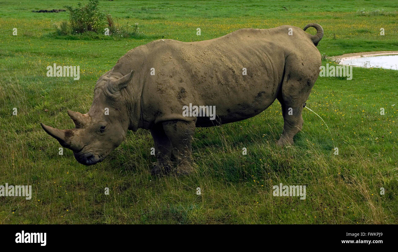 Southern white rhino Stock Photo - Alamy