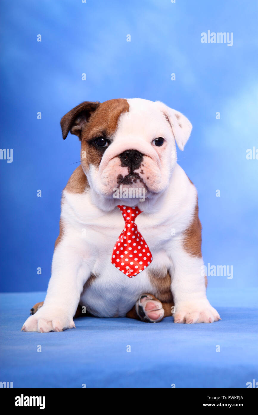 Red English Bulldog Puppies