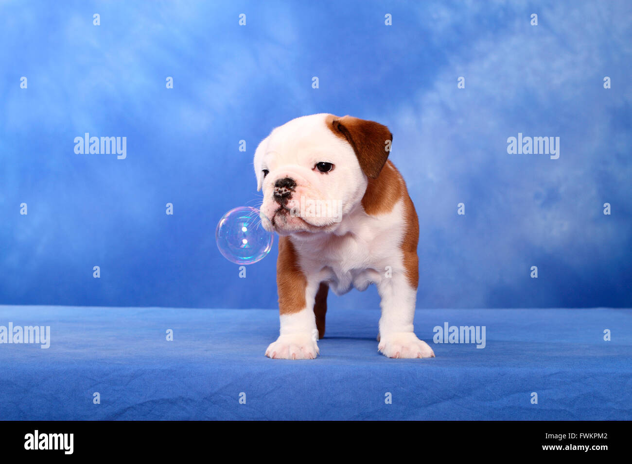 English Bulldog. Puppy (7 weeks old) standing while watching a soap ...