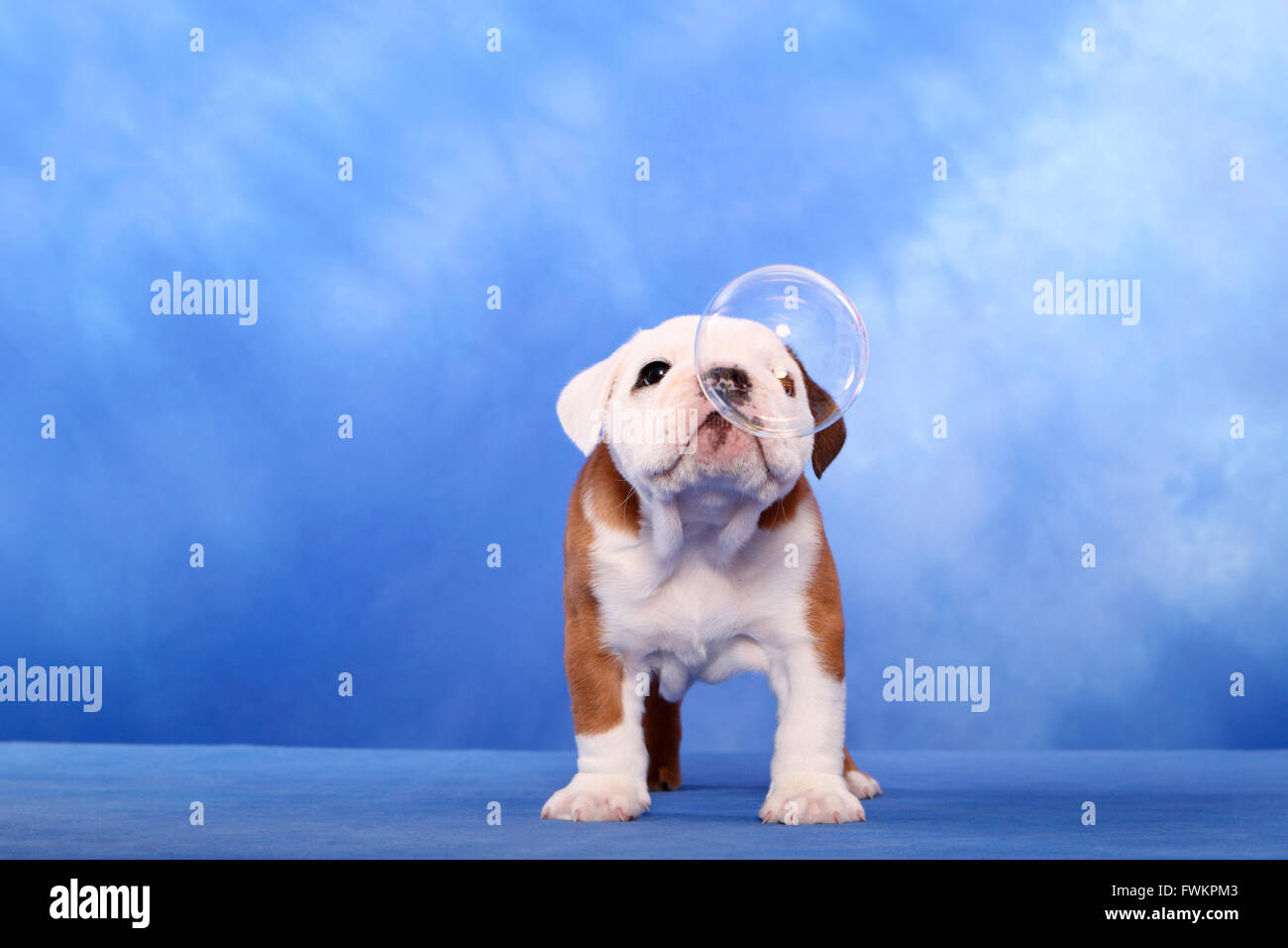 English Bulldog. Puppy (7 weeks old) standing while watching a soap ...