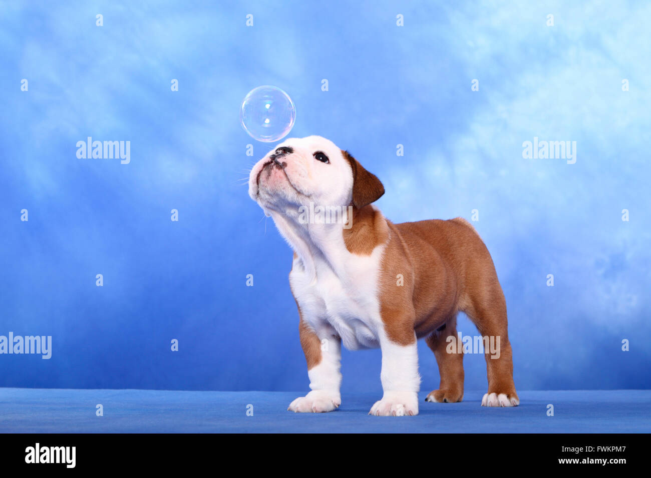 English Bulldog. Puppy (7 weeks old) standing while watching a soap ...