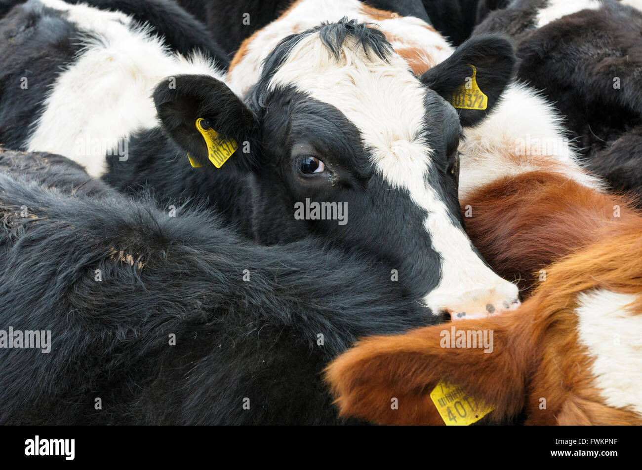 Holstein friesians dairy cow herd hi-res stock photography and images ...