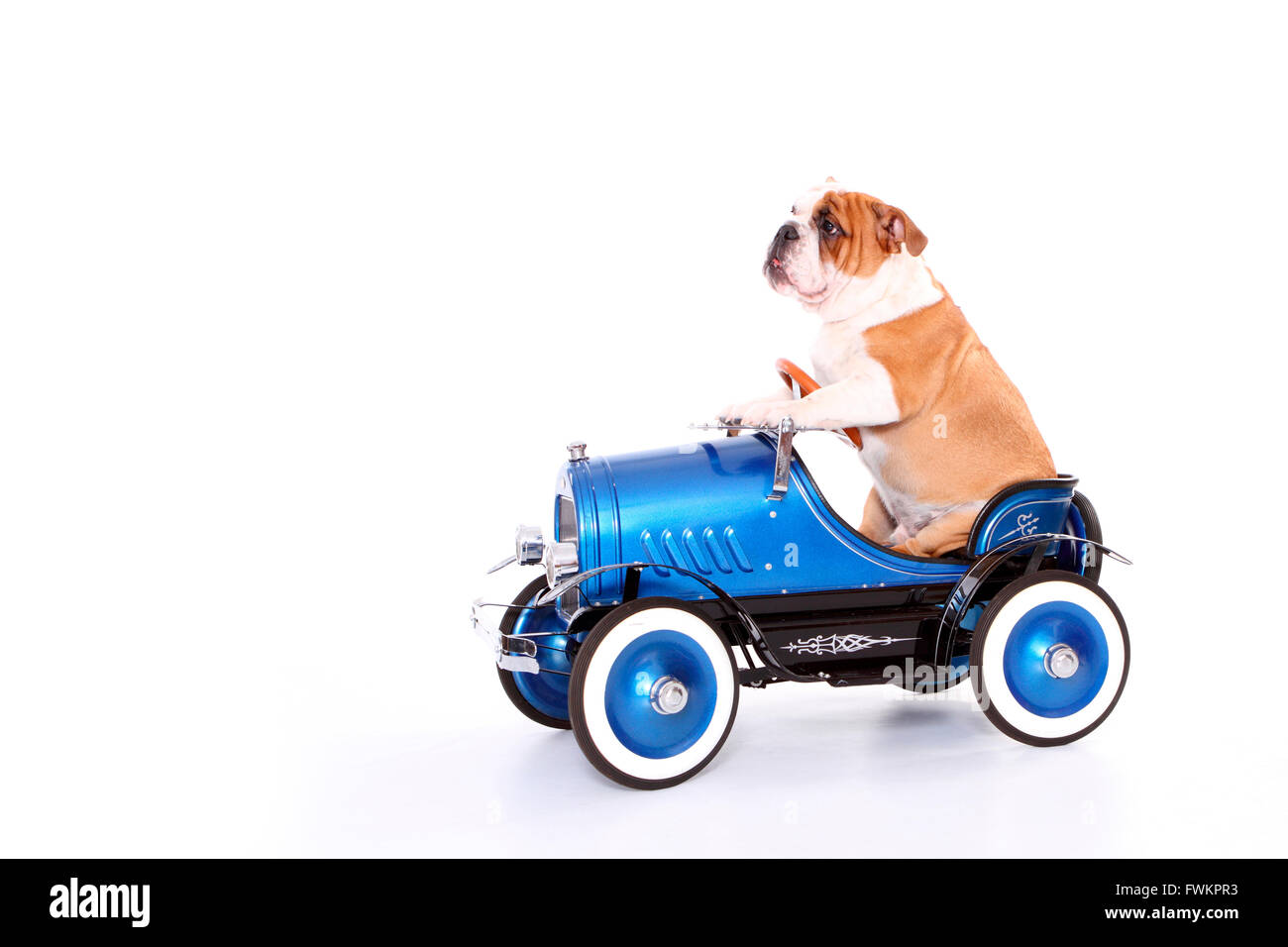 English Bulldog. Male sitting in an antique car. Studio picture against ...