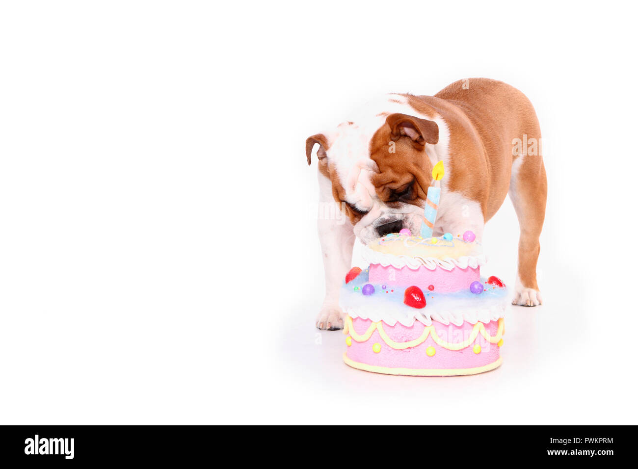 English Bulldog. Male sniffing at birthday cake. Studio picture against ...
