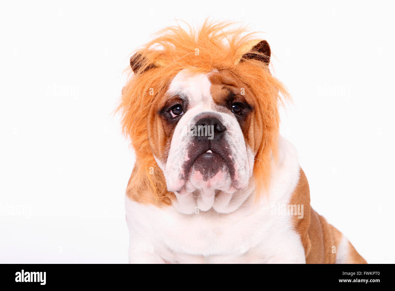 English Bulldog. Portrait of male wearing lions mane. Studio picture ...