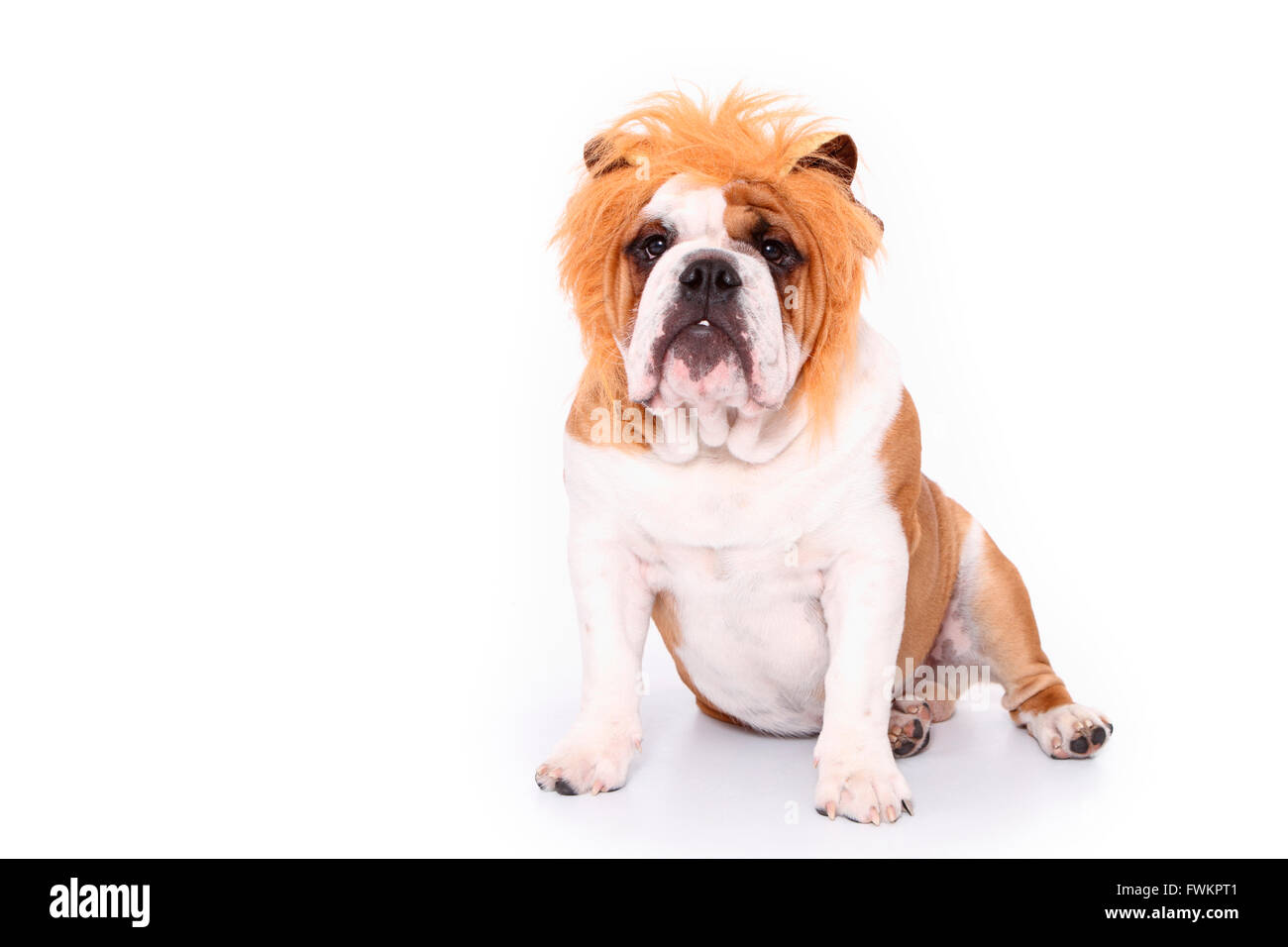 English Bulldog. Male sitting, wearing lions mane. Studio picture ...