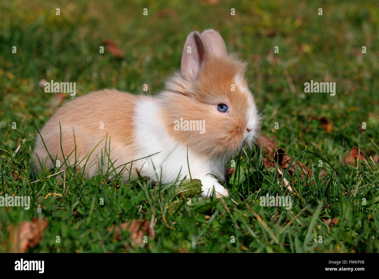 Lion-headed Dwarf rabbit. Young walking on a meadow. Germany Stock ...
