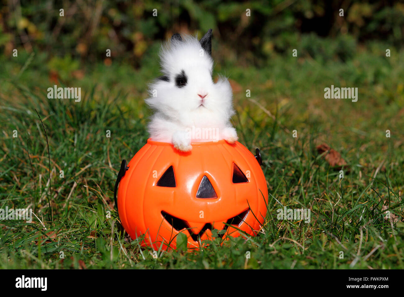 Lion-headed Dwarf rabbit. Young in a Jack-o-Lantern on a meadow ...