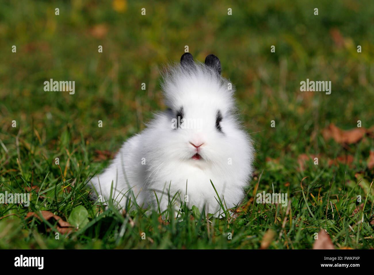 Lion-headed Dwarf rabbit. Young sitting on a meadow. Germany Stock ...