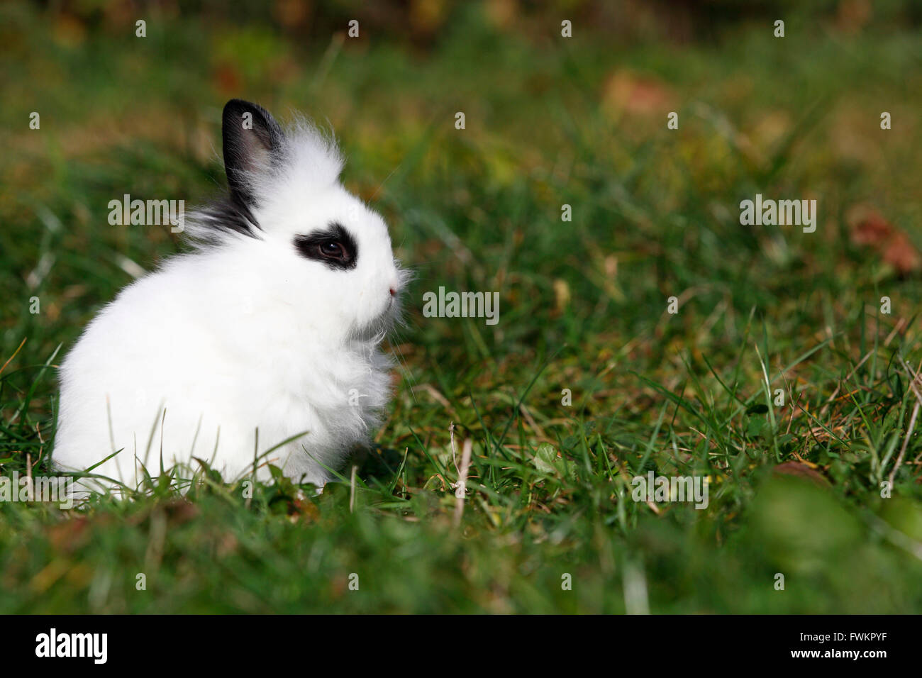 Lion-headed Dwarf rabbit. Young sitting on a meadow. Germany Stock ...