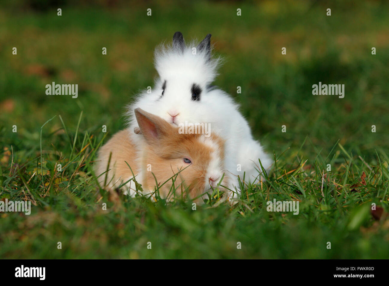 Lion-headed Dwarf rabbit. Two young sitting on a meadow. Germany Stock ...