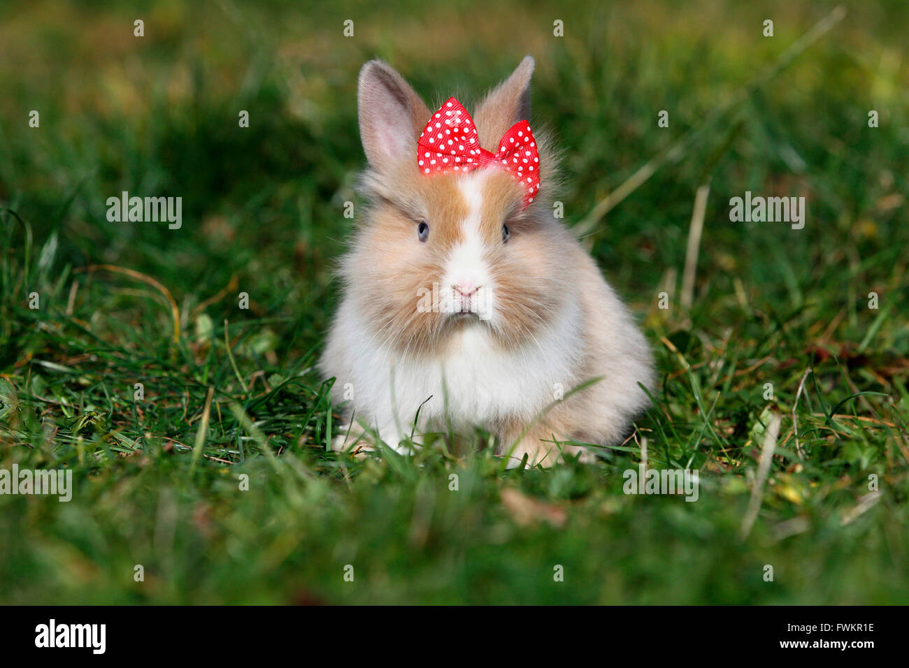 Lion-headed Dwarf rabbit. Young on a meadow, wearing a red hairbow with ...
