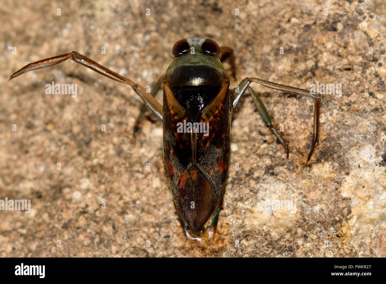 Notonecta maculata backswimmer from above. Predatory aquatic true bug ...