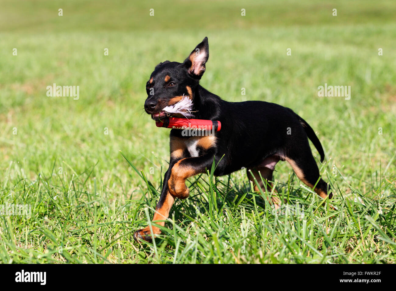 Australian Kelpie. Puppy (12 weeks old) running on a meadow, fetching a ...