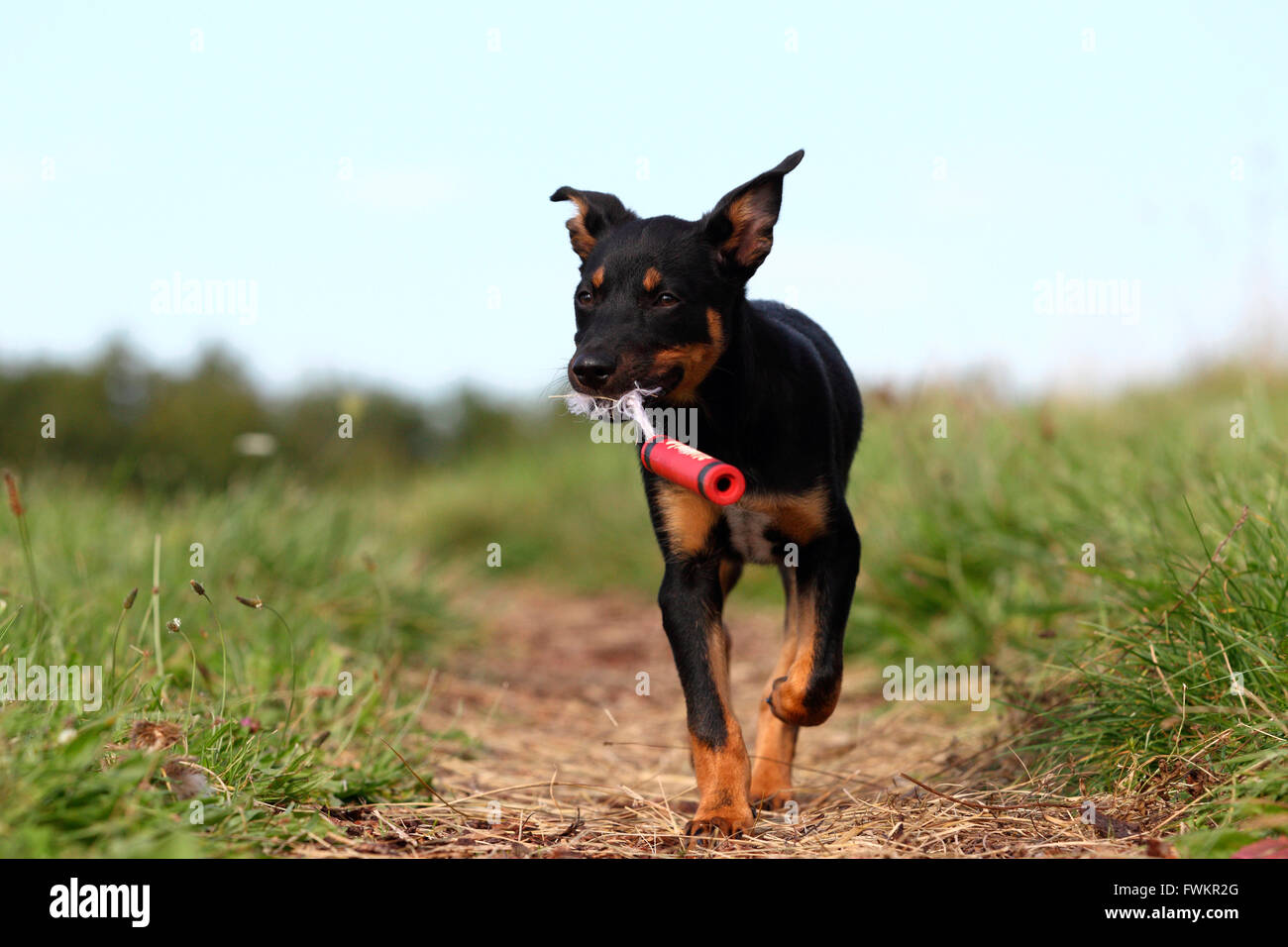 Can I Walk My 12 Week Old Puppy