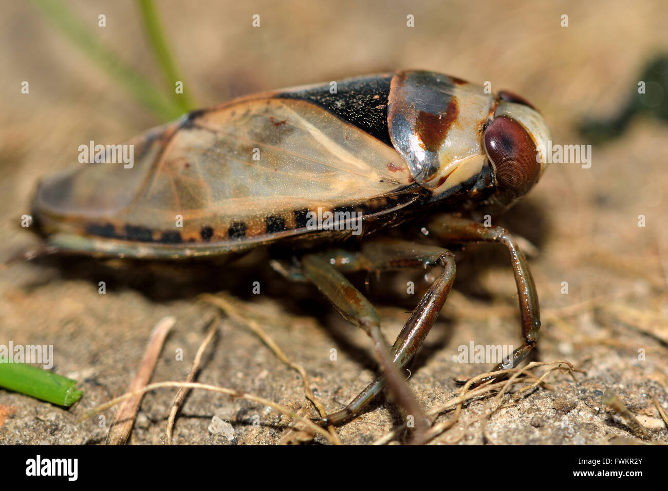 Backswimmer uk hi-res stock photography and images - Alamy