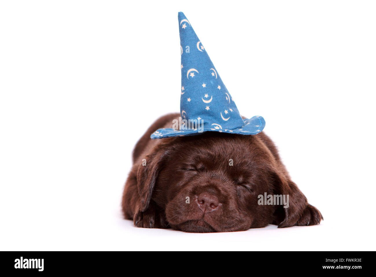 Labrador Retriever. Puppy (6 weeks old) sleeping, wearing magicians hat ...
