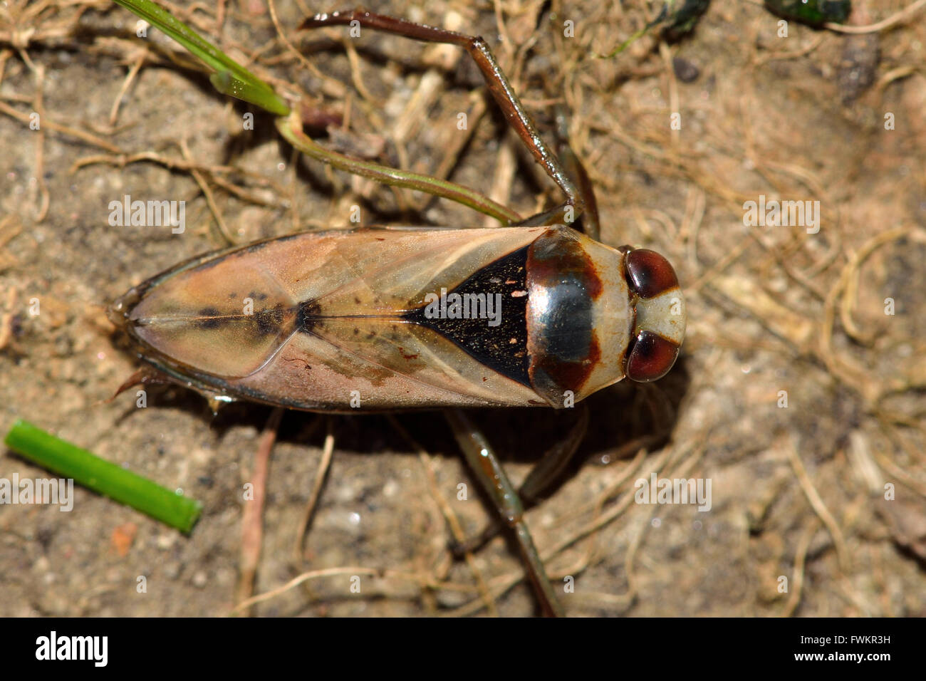 Notonecta hi-res stock photography and images - Alamy