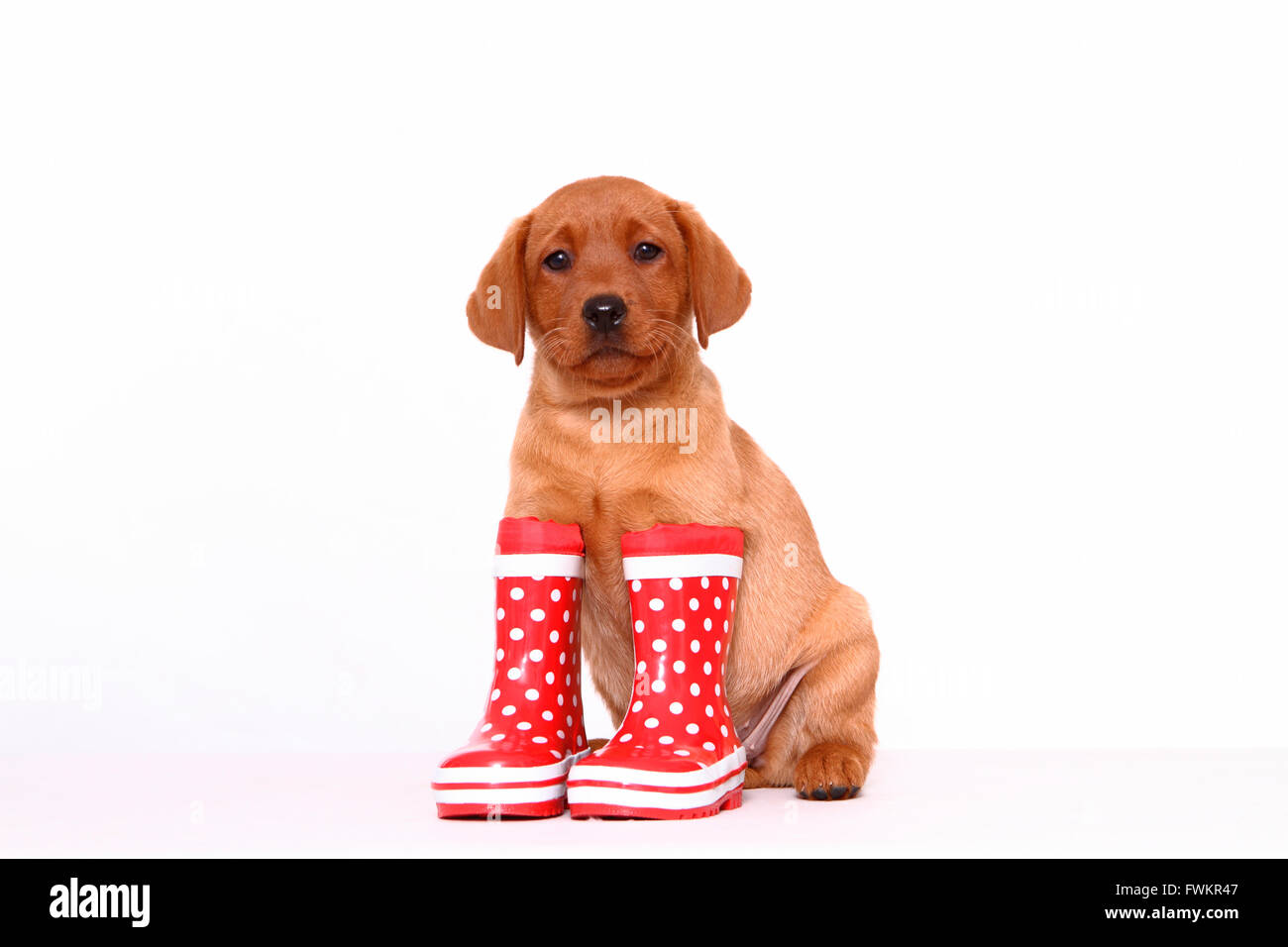Labrador Retriever. Puppy (8 weeks old) sitting, wearing Wellington ...