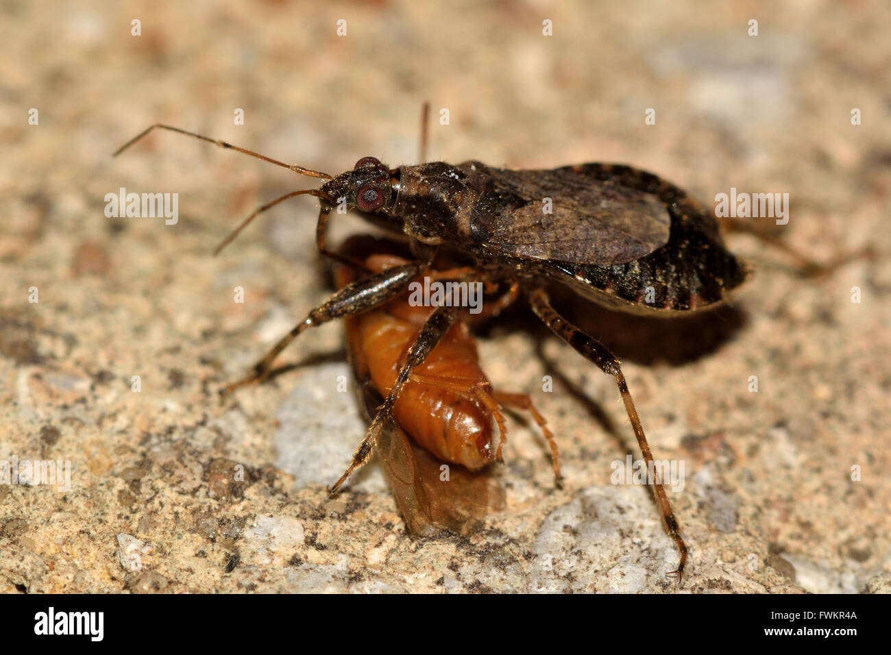 Ant damsel bug (Himacerus mirmicoides) feeding on fly. Predatory true ...