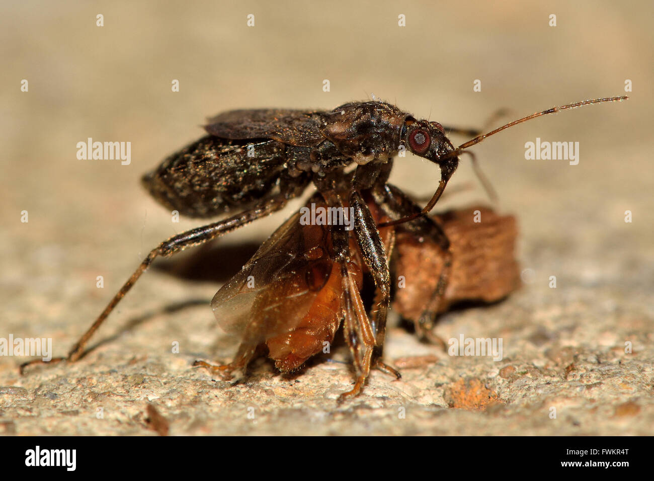Ant damsel bug (Himacerus mirmicoides) feeding on fly from side ...