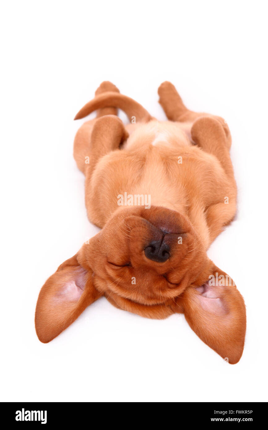 Labrador Retriever. Puppy (8 weeks old) sleeping on its back. Studio ...