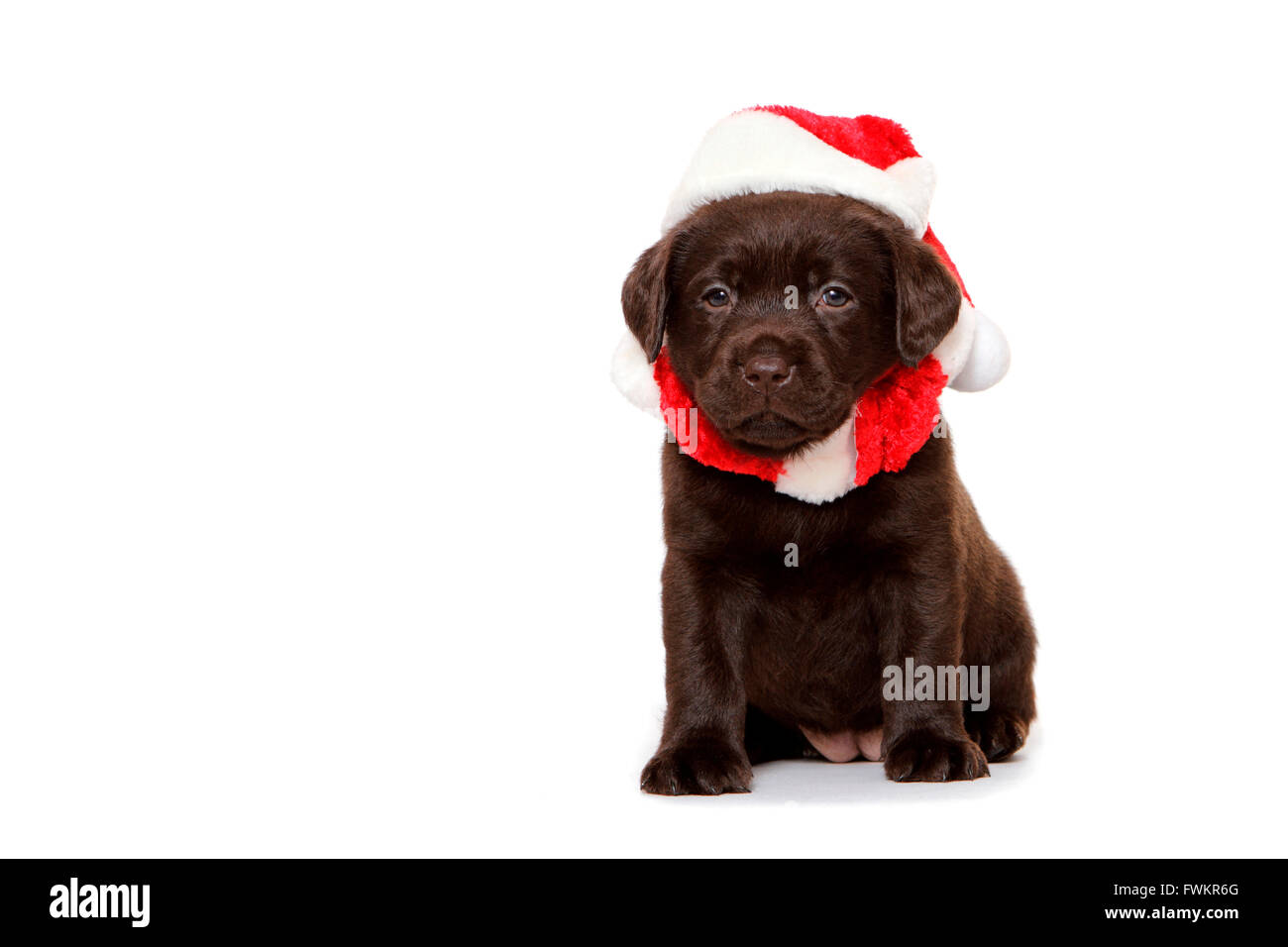Labrador Retriever Brown puppy (6 weeks old) sitting wearing Santa ...