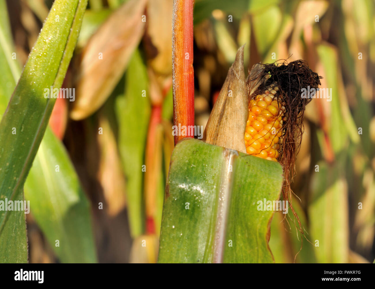 close on ripe corn on the cob in a field Stock Photo - Alamy