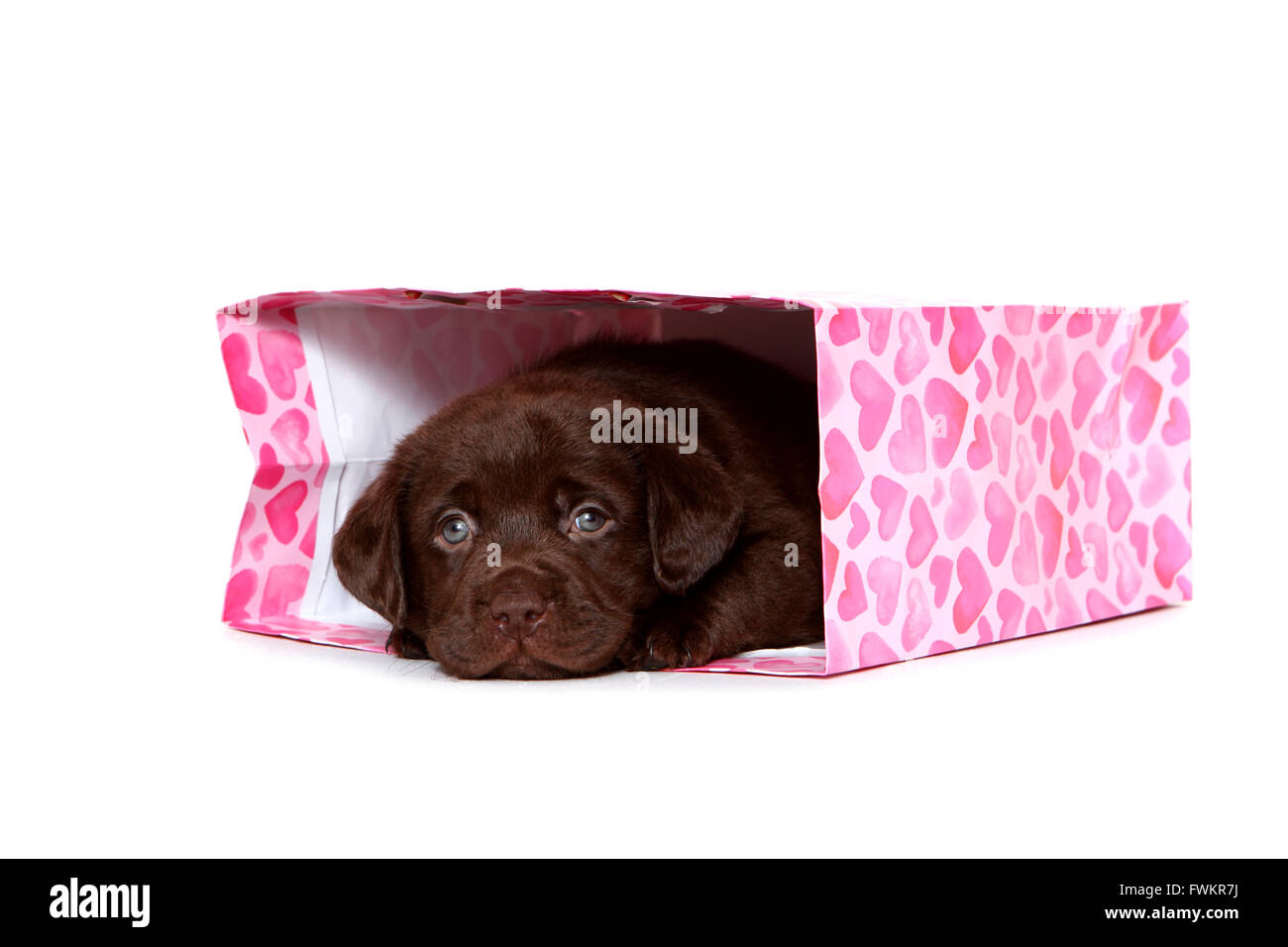 Labrador Retriever. Brown puppy (6 weeks old) hiding in a paper bag ...