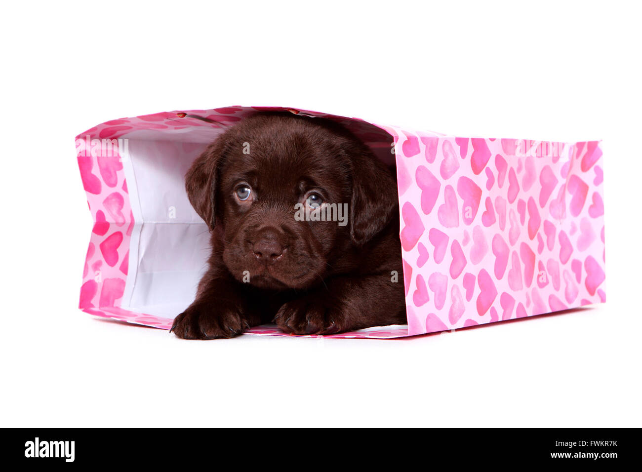 Labrador Retriever. Brown puppy (6 weeks old) hiding in a paper bag ...