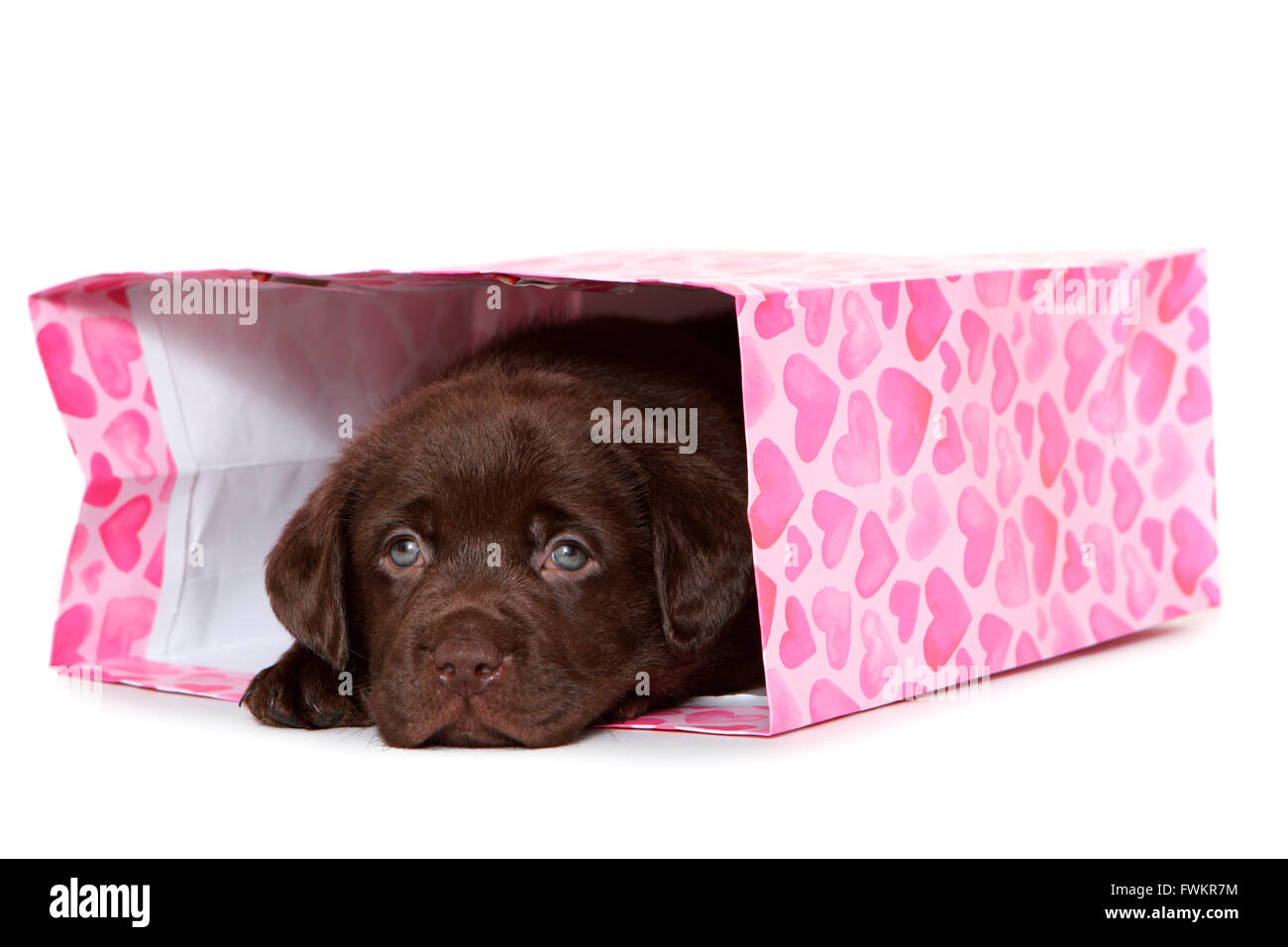 Labrador Retriever. Brown puppy (6 weeks old) hiding in a paper bag ...