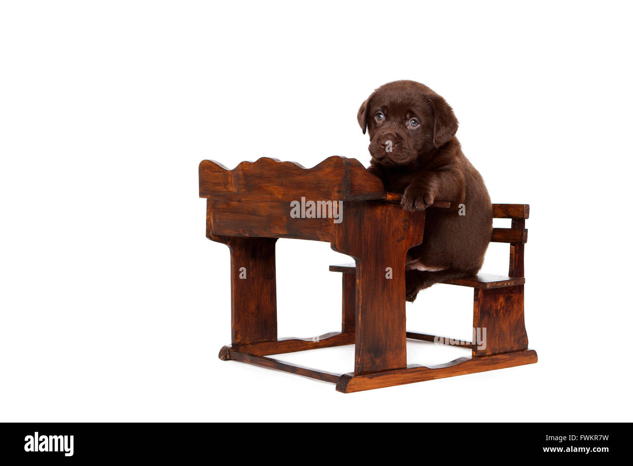Labrador Retriever Puppy (6 weeks old) sitting on an old-fashioned ...